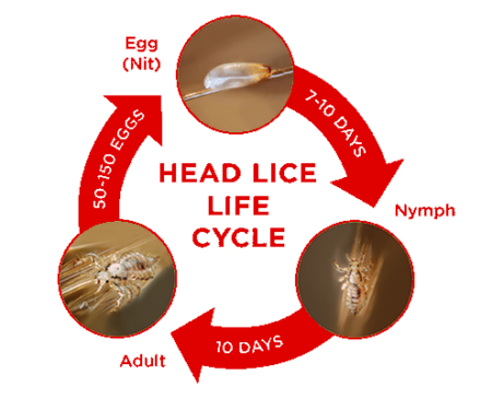 Do I have Lice? | Symptoms | Lice Clinics of Texas